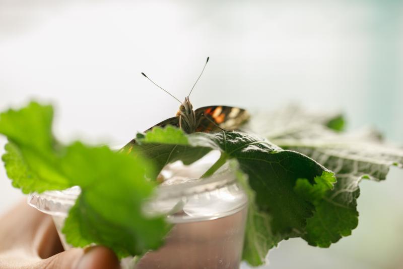 Researcher Uses Gene Editing to Unveil Butterfly Biodiversity | GW ...