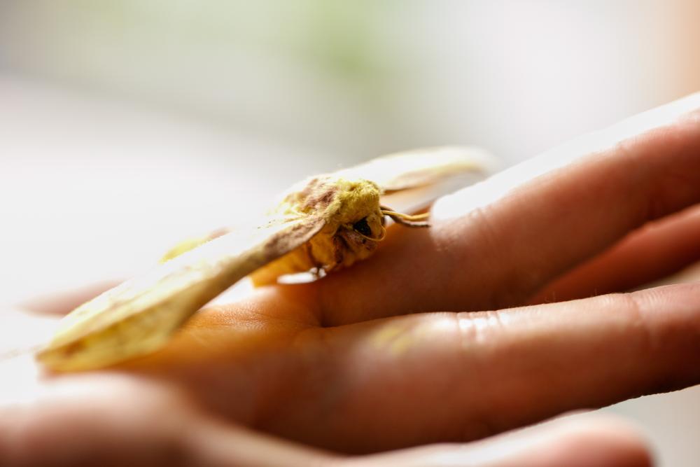 Researcher Uses Gene Editing to Unveil Butterfly Biodiversity | GW ...